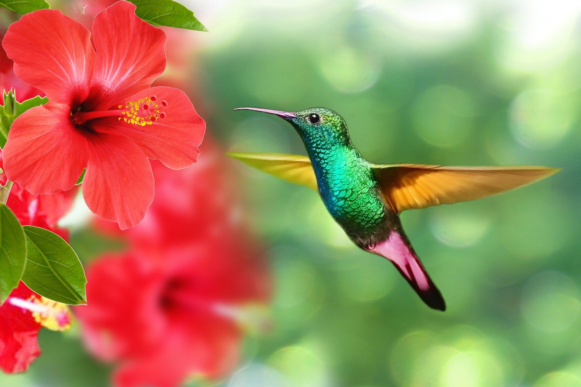 le Colibri - animal totem et animal spirituel